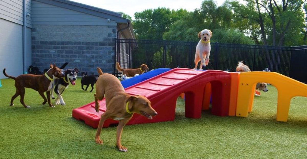 19 Things Dogs Absolutely Love – That Most Owners Don’t Do Enough (But ...