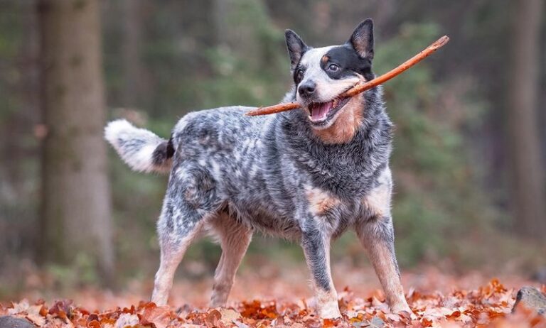 20 Essential Facts About the Blue Heeler — The Hardworking and Loyal ...