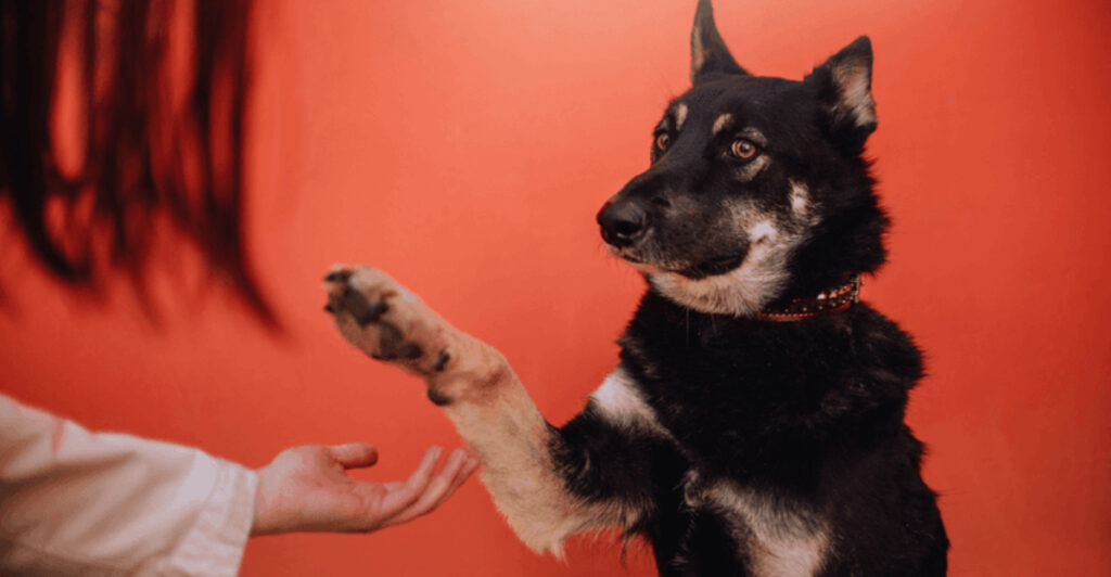 20 Subtle Signs Your Dog Is Begging for More Attention (Without Saying ...