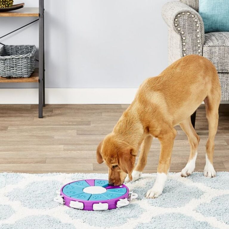 21 Creative Indoor Activities to Keep Your Dog Active, Stimulated, and ...