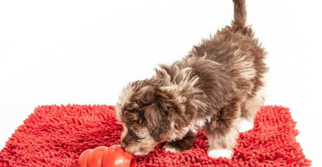 21 Creative Indoor Activities to Keep Your Dog Active, Stimulated, and ...