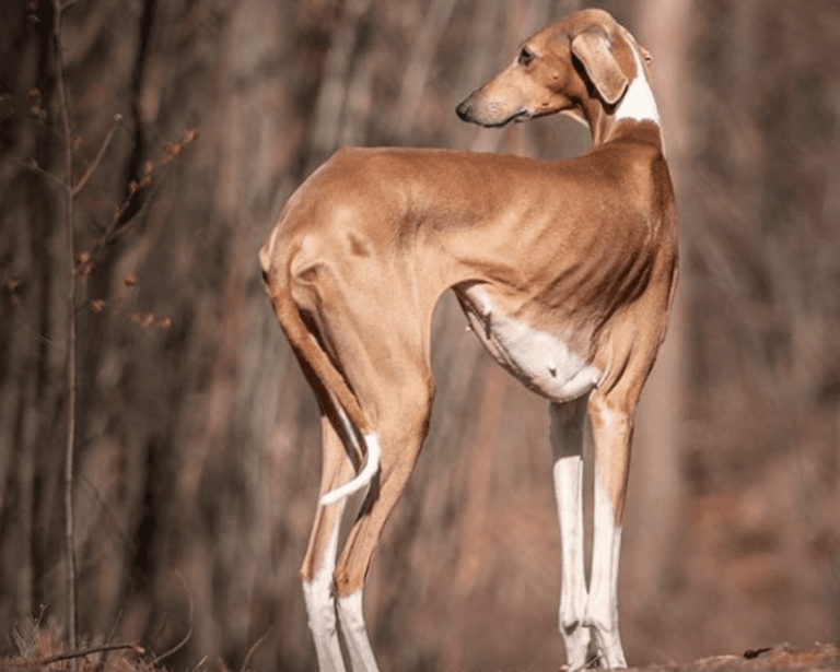 21 Lesser-Known Dog Breeds With Traits That Will Totally Surprise You ...