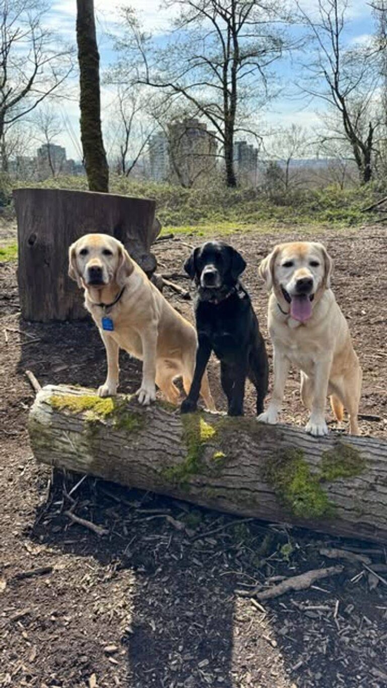 21 of America’s Most Beloved Dog Breeds, According to the Latest AKC ...