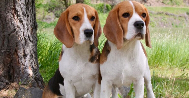 22 Mid-Sized Dog Breeds Everyone Falls in Love With – The Perfect ...