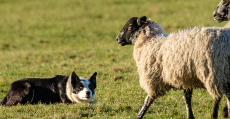 26 Herding Dog Breeds That Are Hardwired to Manage Livestock Like Pros ...