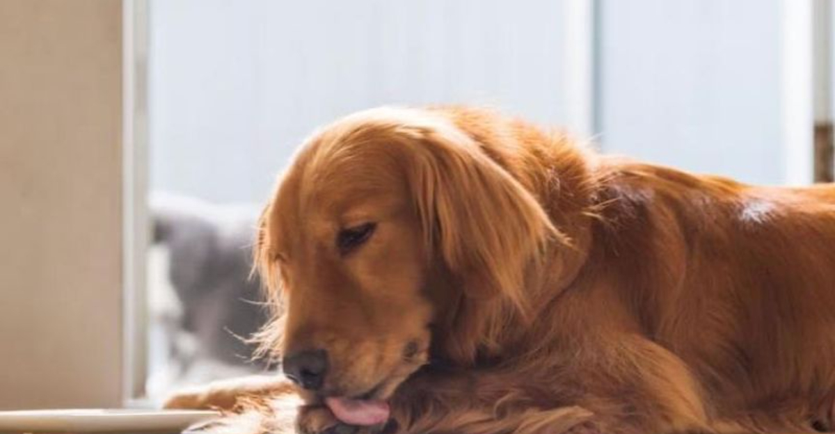 5 Subtle Signs Your Dog Is Unhappy — and 5 Ways to Help Them Feel ...