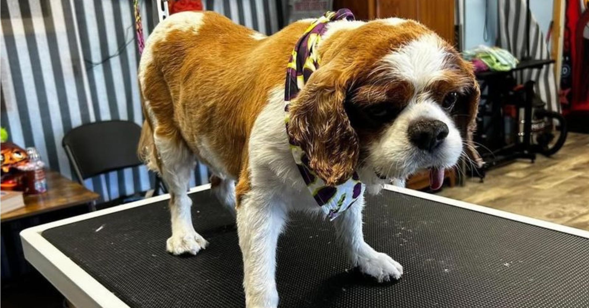 7 Dogs Humans Have Bred Into Genetic Disasters - Epic dogs tales