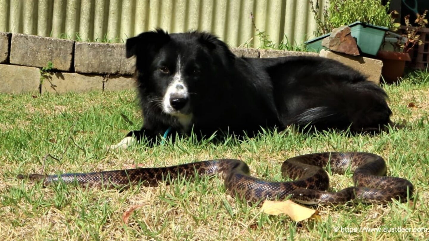 8 Most Effective Snake-Hunting Dog Breeds – Fast, Fearless and ...