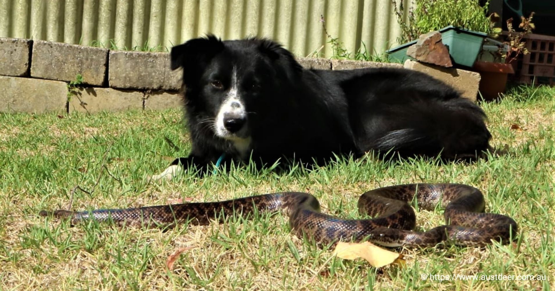 8 Most Effective Snake-Hunting Dog Breeds – Fast, Fearless and ...
