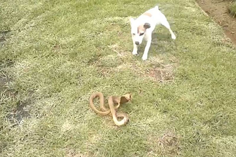 8 Most Effective Snake-Hunting Dog Breeds – Fast, Fearless and ...