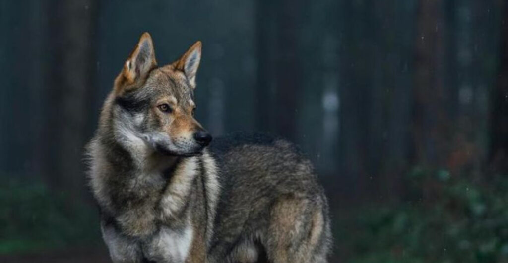 9 Dogs That Look Like Wolves But Make Great Pets - Epic dogs tales