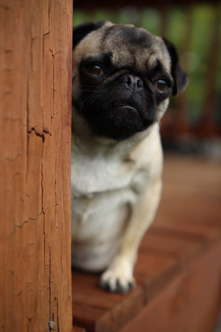 9 Gentle but Powerful Tips for Socializing a Shy Dog – Build Confidence ...