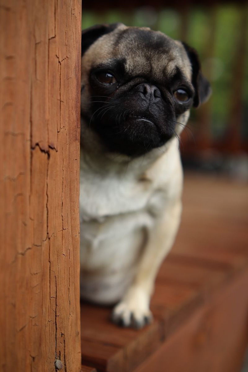 9 Gentle but Powerful Tips for Socializing a Shy Dog – Build Confidence ...