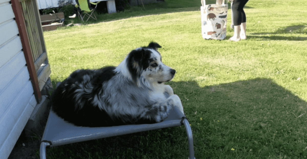 9 Gentle but Powerful Tips for Socializing a Shy Dog – Build Confidence ...