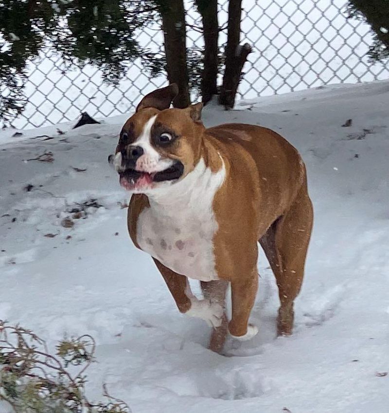 9 Things to Expect When Raising a Boxer Puppy – From Zoomies to Cuddles ...