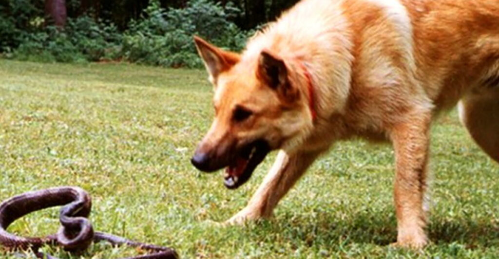 9 Wild Animals That Could Pose a Serious Threat to Your Dog - Epic dogs ...