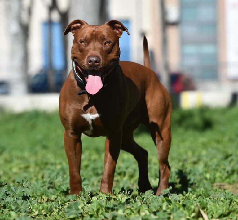 14 Pros and Cons of Owning a Pit Bull Terrier – The Truth Behind the ...