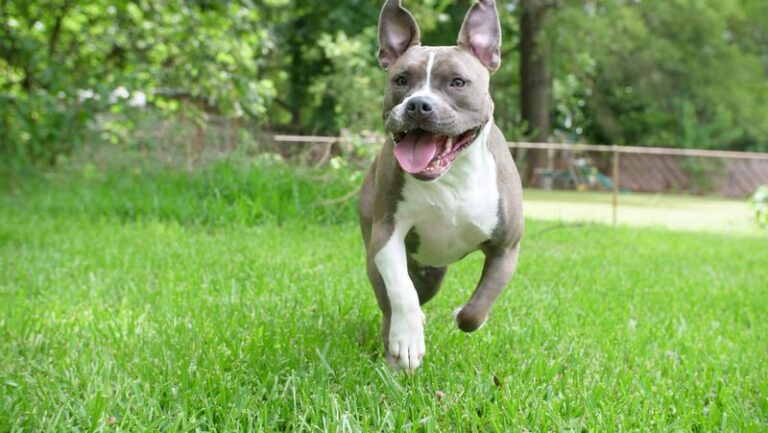 14 Pros and Cons of Owning a Pit Bull Terrier – The Truth Behind the ...