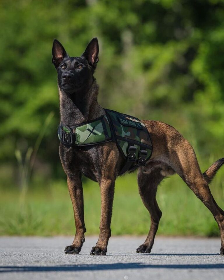 26 Best Guard Dog Breeds to Consider Adding to Your Family - Epic dogs ...