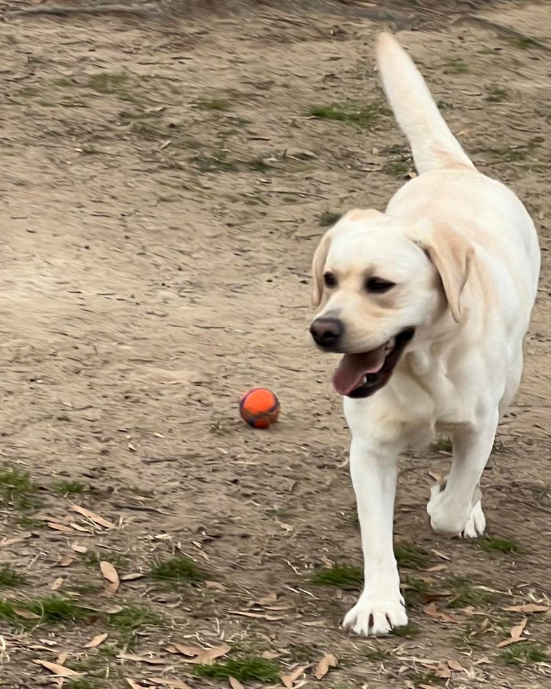America’s 20 Favorite Dog Breeds — See Who Tops the List This Year ...