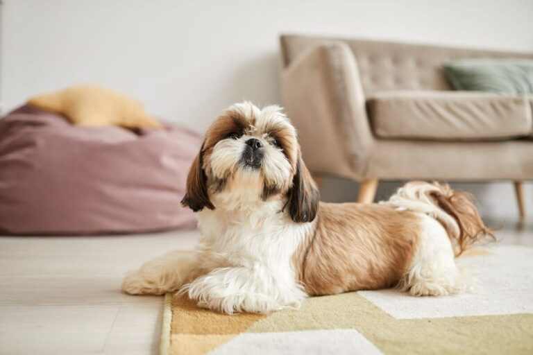 How Long Do Shih Tzus Live? Everything You Should Know About the Shih Tzu’s Lifespan - Epic dogs ...
