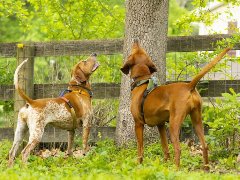 The 15 Best Sniffers in the Dog World — Breeds with Exceptional Scent ...