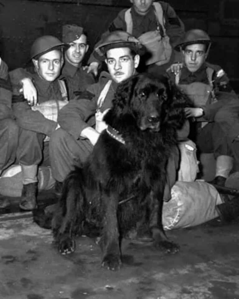 19 of the Most Inspiring Dog Stories from History That Will Melt Your ...