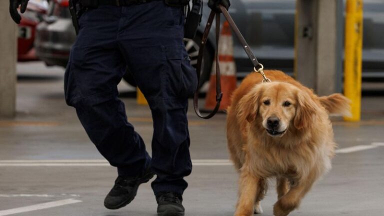 The 15 Best Sniffers in the Dog World — Breeds with Exceptional Scent ...
