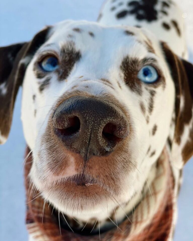 18 Beautiful Dog Breeds with Stunning Blue Eyes - Epic dogs tales