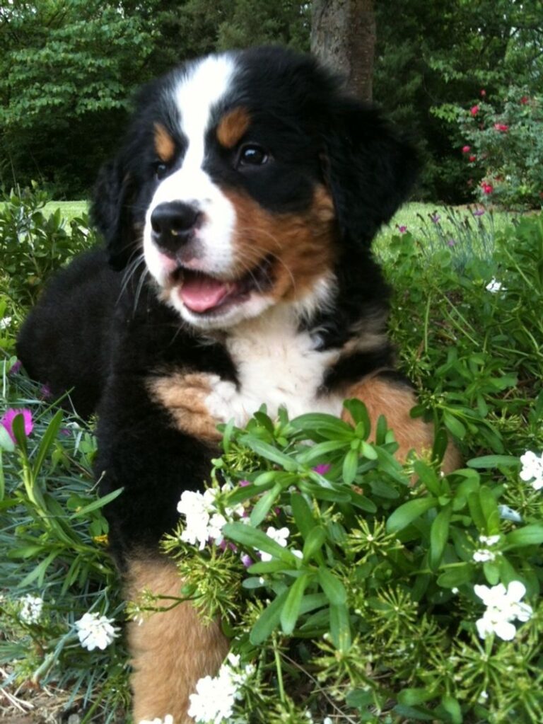 20 Most Popular Large Dog Breeds in the US, According to the Latest AKC ...