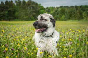 26 Herding Dog Breeds That Are Hardwired to Manage Livestock Like Pros ...