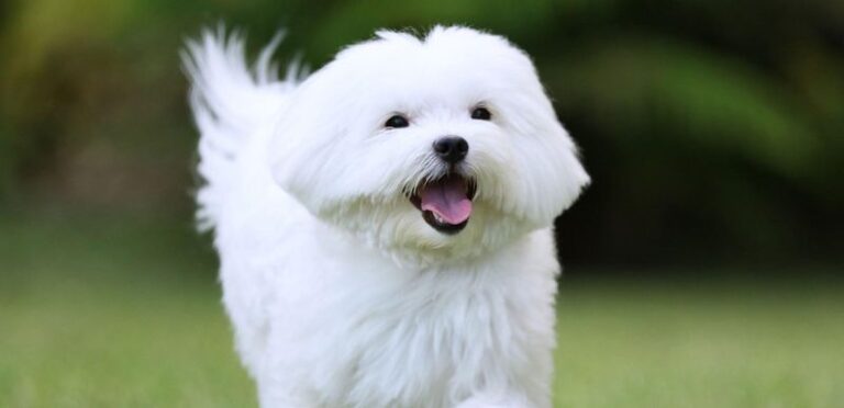 19 Sweetest Dog Breeds That Are All Love and Friendly to Everyone They ...