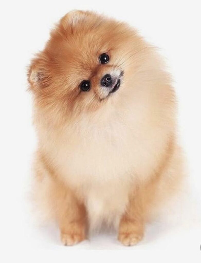 13 Toy Dog Breeds That Stay Tiny and Adorable - Epic dogs tales