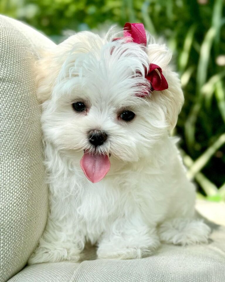 20 Cutest Dog Breeds, Ranked - Epic dogs tales