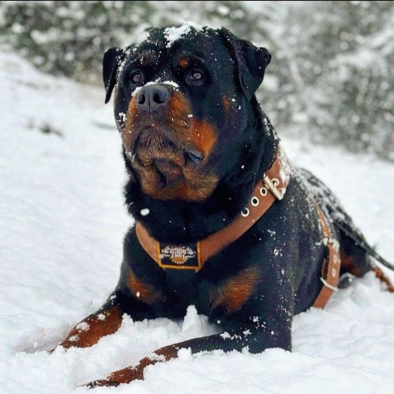 The 15 Best Sniffers in the Dog World — Breeds with Exceptional Scent ...