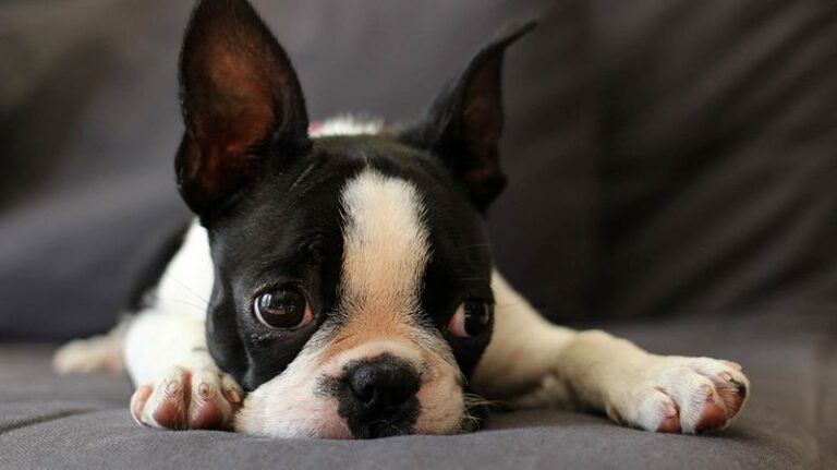 19 Sweetest Dog Breeds That Are All Love and Friendly to Everyone They ...