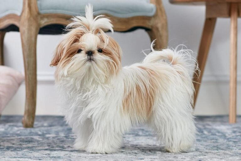 19 Sweetest Dog Breeds That Are All Love and Friendly to Everyone They ...