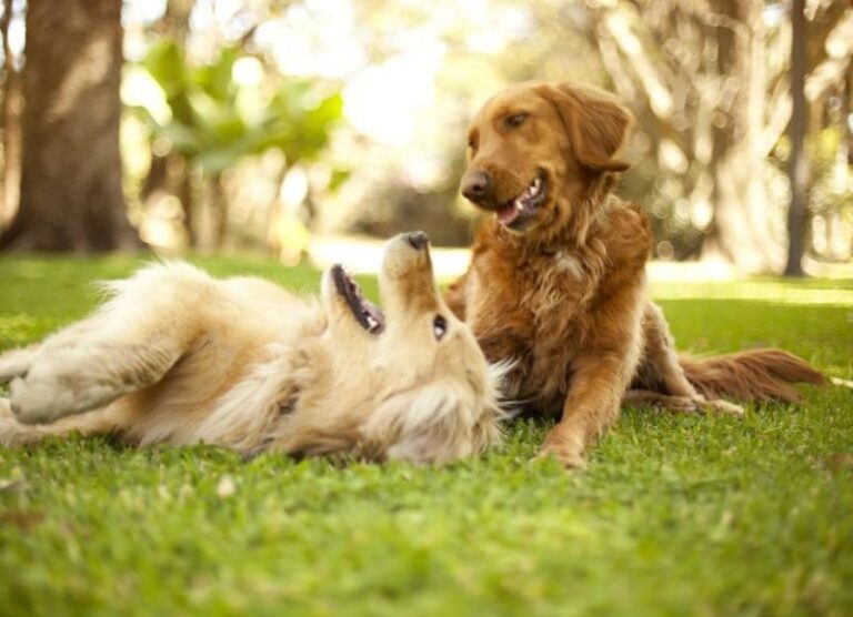 12 Signs Your Dog Is Totally Relaxed and Happy - Epic dogs tales