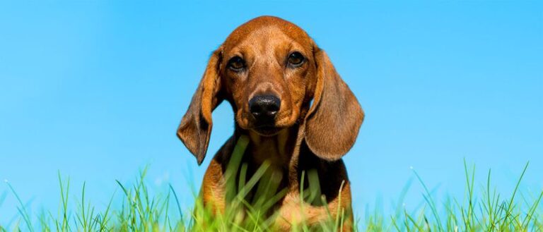 The 15 Best Sniffers in the Dog World — Breeds with Exceptional Scent ...