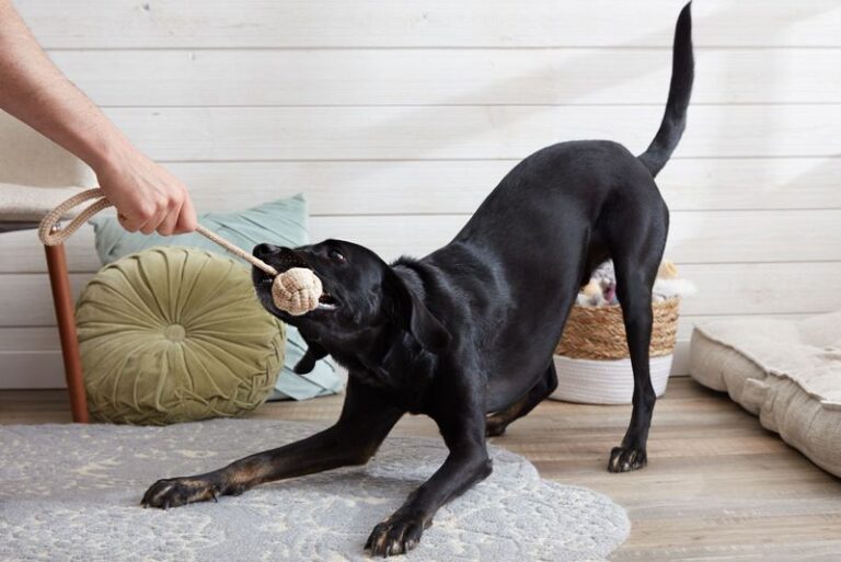 21 Creative Indoor Activities to Keep Your Dog Active, Stimulated, and ...