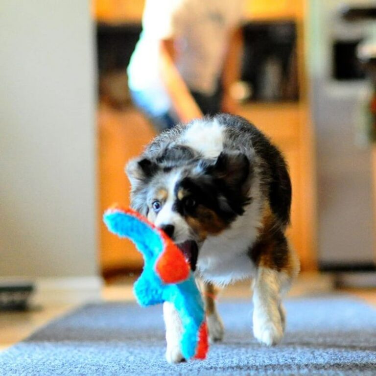 21 Creative Indoor Activities to Keep Your Dog Active, Stimulated, and ...