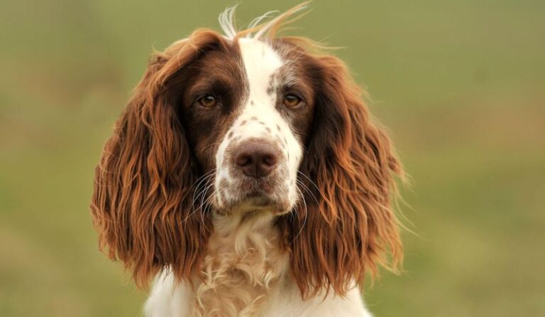 The 15 Best Sniffers in the Dog World — Breeds with Exceptional Scent ...