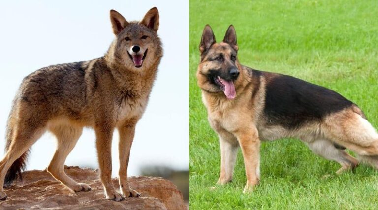 10 Key Differences Between Coyotes and Dogs — How to Tell Them Apart in ...