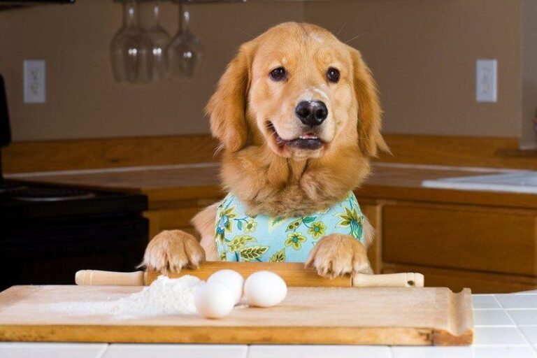 21 Creative Indoor Activities to Keep Your Dog Active, Stimulated, and ...