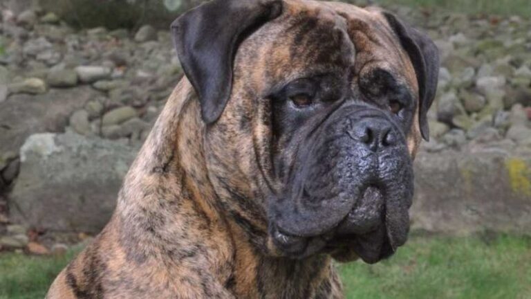 12 Stunning Brindle Dog Breeds That Are as Unique as They Are Loyal ...