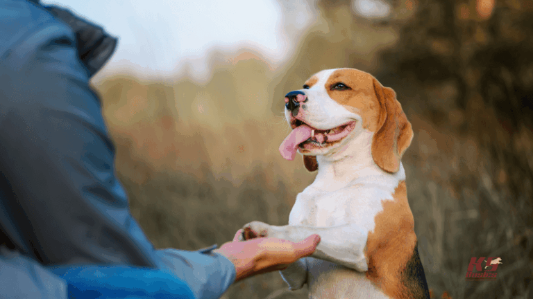 12 Proven Tricks to Quiet a Constantly Barking Dog - Epic dogs tales