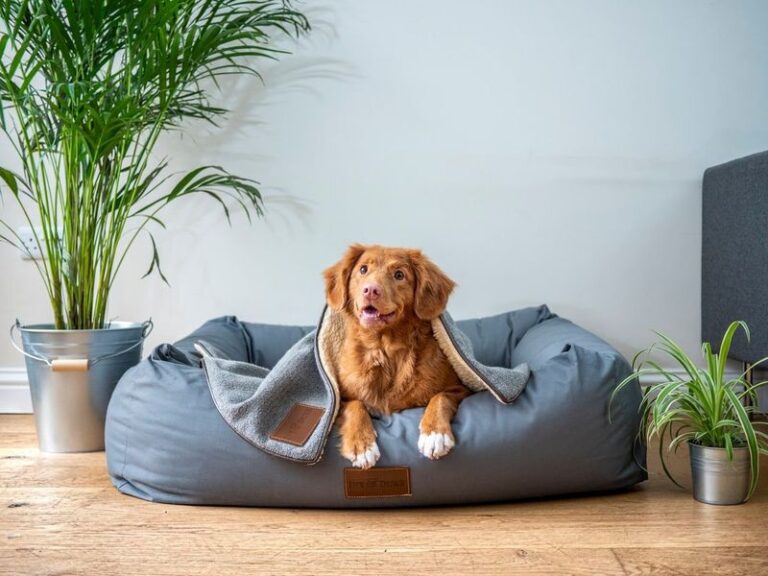 12 Proven Tricks to Quiet a Constantly Barking Dog - Epic dogs tales