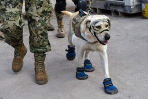 10 Specialized Military Dog Roles — And the Breeds That Excel at Them ...