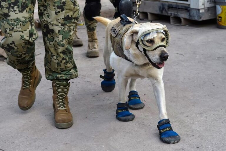 10 Specialized Military Dog Roles — And the Breeds That Excel at Them ...