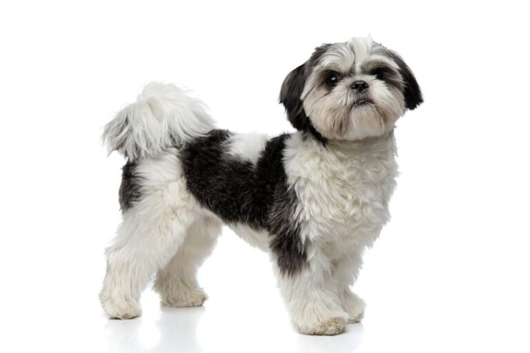 How Long Do Shih Tzus Live? Everything You Should Know About the Shih Tzu’s Lifespan - Epic dogs ...